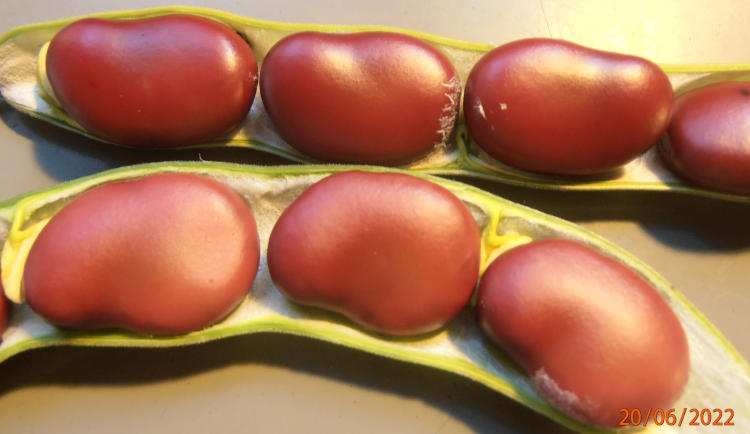 Vegetable Seed A - D